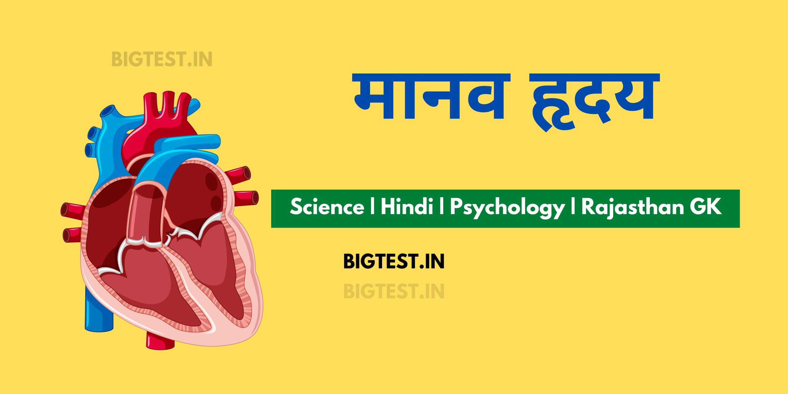 Heart Structure And Function Heart Structure And Function